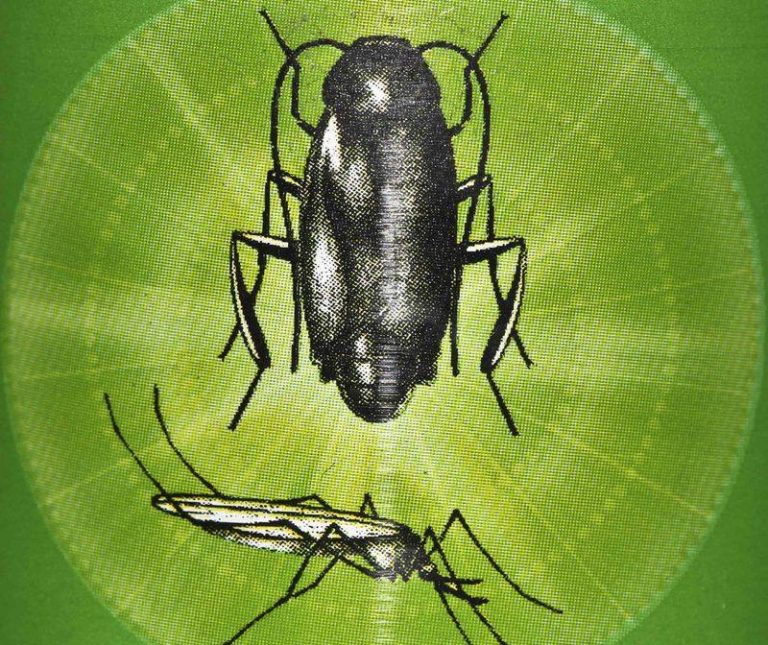 Comment éloigner les petites bestioles avec des astuces naturelles ...